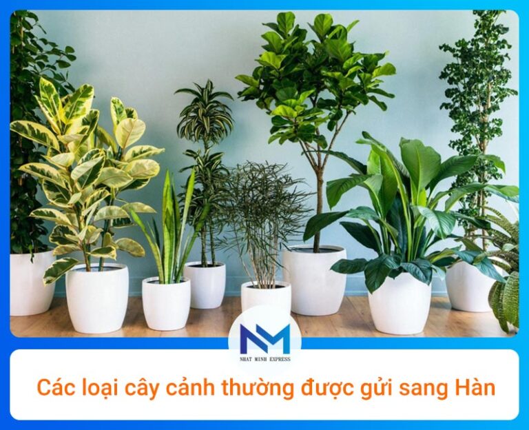 Gửi cây cảnh đi Hàn Quốc KHÔNG LO bị hư hỏng giá cước rẻ